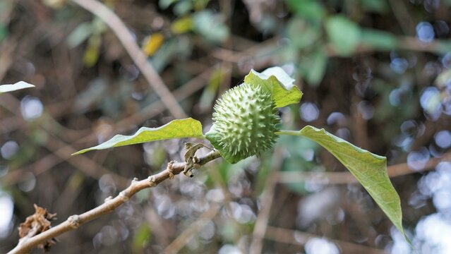"Spiky Fruit" Images – Browse 39 Stock Photos, Vectors, and Video ...