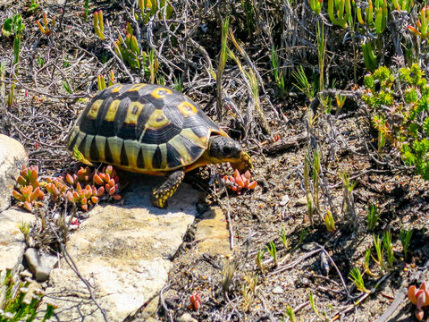 รูปภาพ"Angulate Tortoise" – เลือกดูภาพถ่ายสต็อก เวกเตอร์ และวิดีโอ138 ...