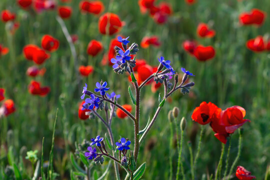 รูปภาพ"Italian Bugloss" – เลือกดูภาพถ่ายสต็อก เวกเตอร์ และวิดีโอ1,903 ...