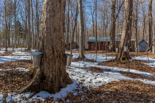 Maple Syrup Shack Images – Browse 538 Stock Photos, Vectors, and Video ...