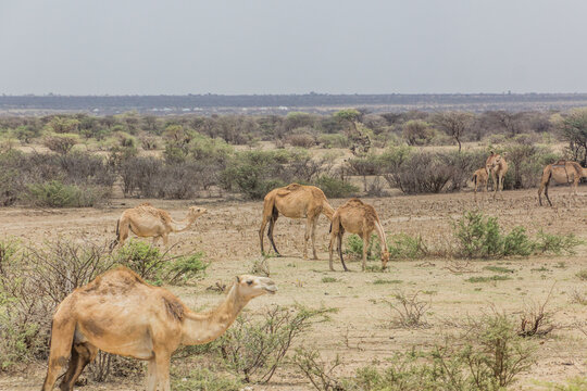 Imagens de Jijiga – Explore Fotografias do Stock, Vetores e Vídeos de ...