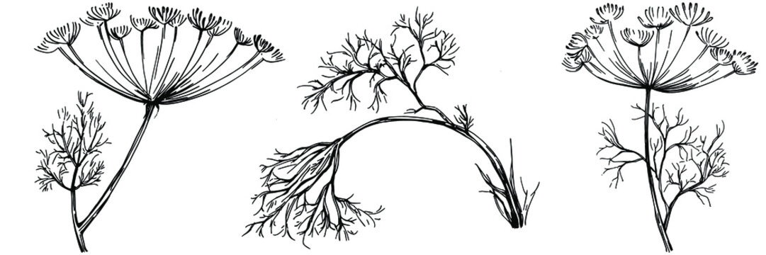 Fennel Flower Drawing