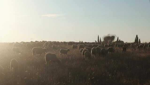 Imagens de Merino – Explore Fotografias do Stock, Vetores e Vídeos de ...