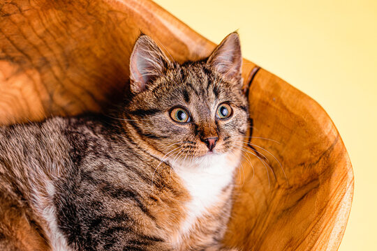 รูปภาพKicia – เลือกดูภาพถ่ายสต็อก เวกเตอร์ และวิดีโอ224 | Adobe Stock