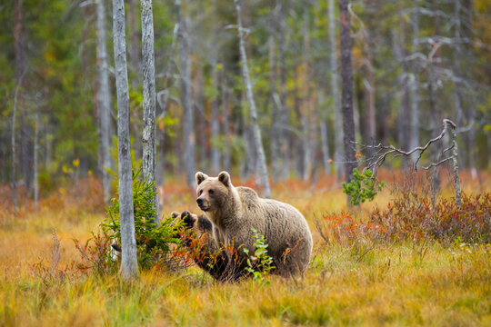 Fare Bilder – Durchsuchen 231,245 Archivfotos, Vektorgrafiken und ...