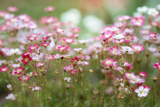 Breakstone Bilder – Durchsuchen 4,657 Archivfotos, Vektorgrafiken und ...