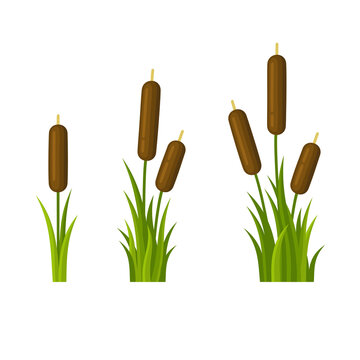 Sumpfpflanzen Bilder – Durchsuchen 233,390 Archivfotos, Vektorgrafiken ...