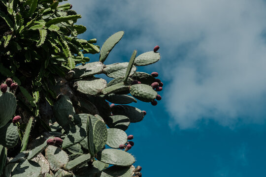 "Opuntia Maxima" Images – Browse 146 Stock Photos, Vectors, and Video ...