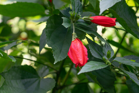 "Wax Mallow" Bilder – Durchsuchen 343 Archivfotos, Vektorgrafiken und ...