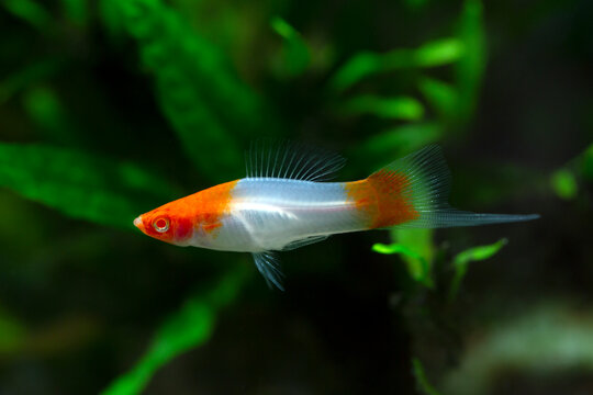 Swordtail Images – Browse 3,406 Stock Photos, Vectors, and Video ...