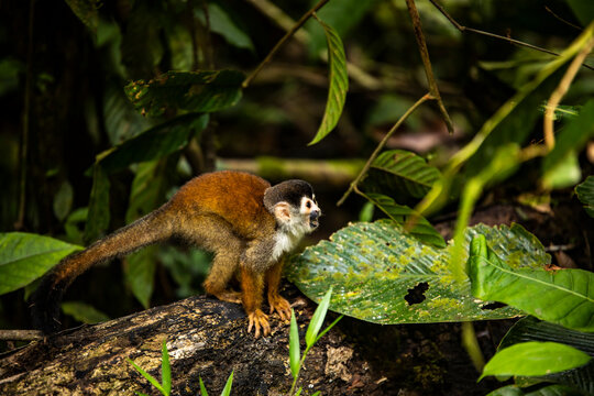 Cebidae Bilder – Durchsuchen 926 Archivfotos, Vektorgrafiken und Videos ...