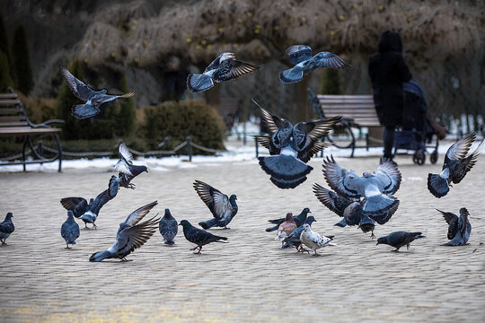 Taubenbabys Bilder – Durchsuchen 10,329 Archivfotos, Vektorgrafiken und ...