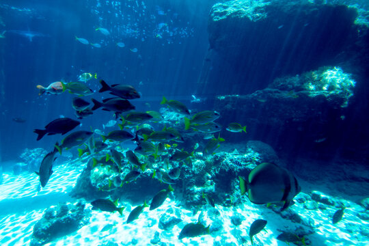 Aqurium Images – Browse 189 Stock Photos, Vectors, and Video | Adobe Stock