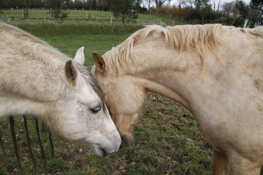 Chevalin Bilder – Durchsuchen 6,642 Archivfotos, Vektorgrafiken und ...