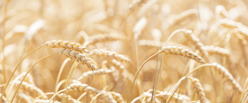 Weizenpflanze Bilder – Durchsuchen 822,690 Archivfotos, Vektorgrafiken ...