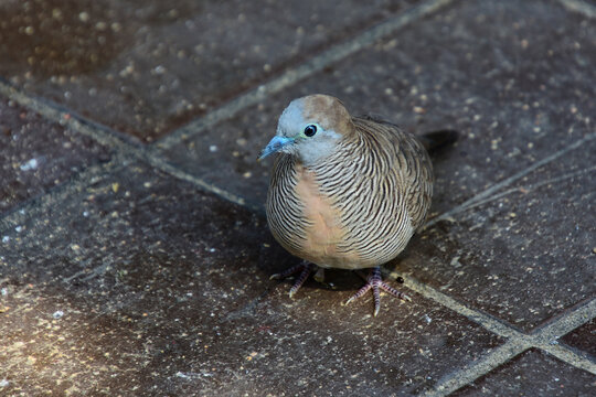 รูปภาพKurokutok – เลือกดูภาพถ่ายสต็อก เวกเตอร์ และวิดีโอ1,546 | Adobe Stock