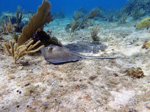 Mantarraya Images – Browse 91 Stock Photos, Vectors, and Video | Adobe ...