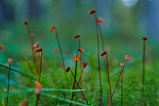 Phragmoplastophyta Images – Browse 5 Stock Photos, Vectors, and Video ...