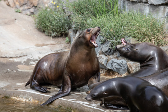 「Seerobbe」の画像 - 290 件の Stock 写真、ベクターおよびビデオ | Adobe Stock