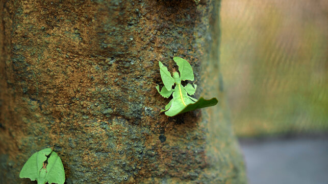 รูปภาพPhyllidae – เลือกดูภาพถ่ายสต็อก เวกเตอร์ และวิดีโอ2,638 | Adobe Stock