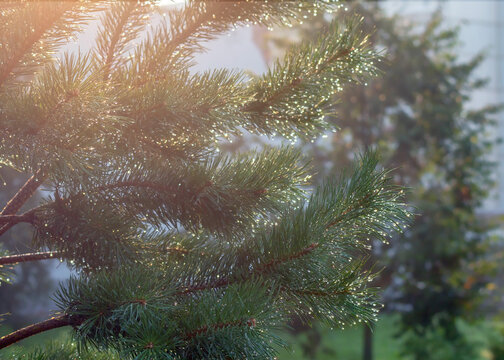 Imágenes de "Slanting Rain": descubre bancos de fotos, ilustraciones ...