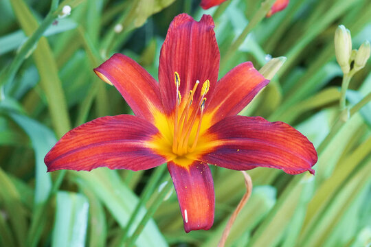 Fulva Images – Browse 3,714 Stock Photos, Vectors, and Video | Adobe Stock