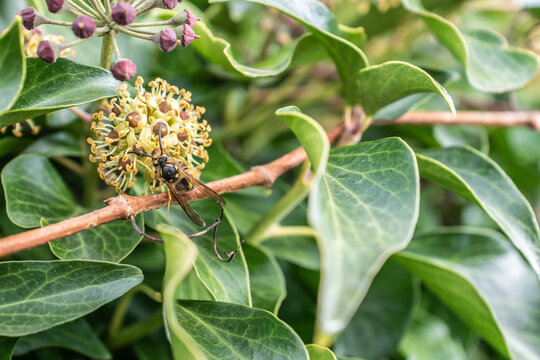 Efeuranken bilder – Bläddra bland 293 stockfoton, vektorer och videor ...