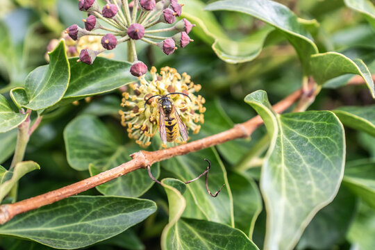Efeuranken Images – Parcourir 295 le catalogue de photos, vecteurs et ...