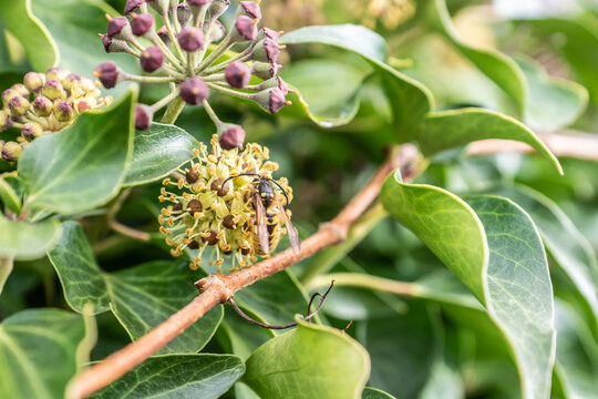 「Efeuranken」の画像 - 292 件の Stock 写真、ベクターおよびビデオ | Adobe Stock