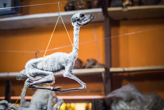 Phoetus Bilder – Durchsuchen 6 Archivfotos, Vektorgrafiken und Videos ...