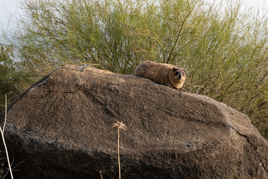 "Rock Rabbit" Bilder – Durchsuchen 12,367 Archivfotos, Vektorgrafiken ...
