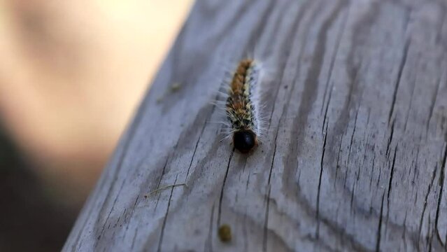 "Pine Processionary Moth" Images – Browse 975 Stock Photos, Vectors ...