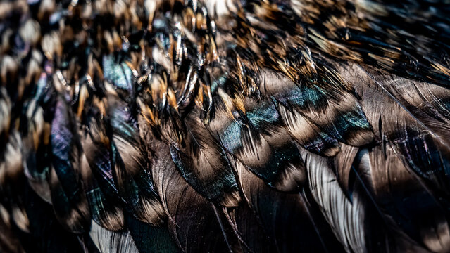 รูปภาพSeval – เลือกดูภาพถ่ายสต็อก เวกเตอร์ และวิดีโอ81 | Adobe Stock