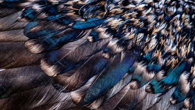 Seval Images – Browse 56 Stock Photos, Vectors, and Video | Adobe Stock