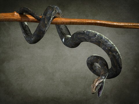 Strangle 이미지 – 찾아보기 27,516 스톡 사진, 벡터 및 비디오 | Adobe Stock