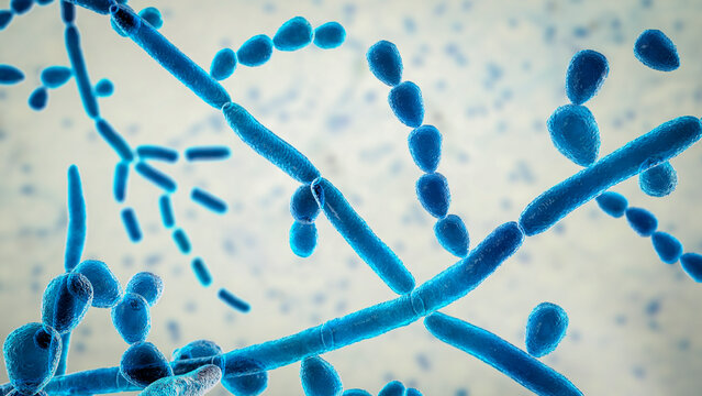 Arthroconidia