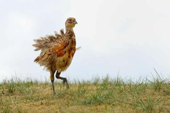 Wiesenbewohner bilder – Bläddra bland 49 stockfoton, vektorer och ...