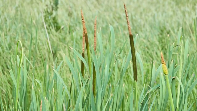 Typha Images – Parcourir 27,369 le catalogue de photos, vecteurs et ...