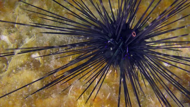 Blue Sea Urchins