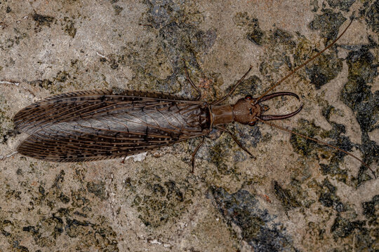 Dobsonfly Images – Browse 30 Stock Photos, Vectors, and Video | Adobe Stock