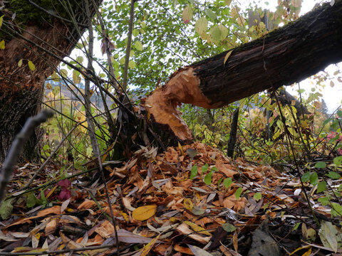 รูปภาพNagen – เลือกดูภาพถ่ายสต็อก เวกเตอร์ และวิดีโอ1,472 | Adobe Stock