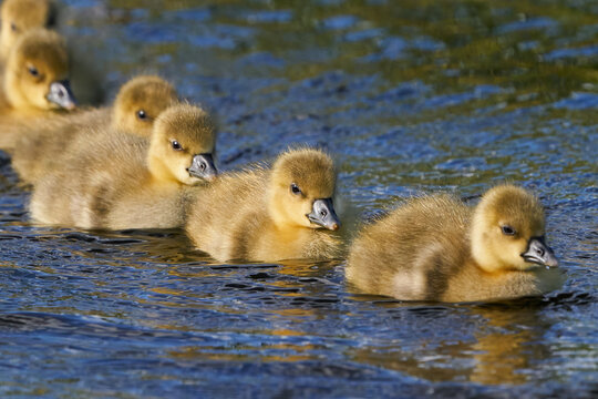 รูปภาพGooseling – เลือกดูภาพถ่ายสต็อก เวกเตอร์ และวิดีโอ134 | Adobe Stock