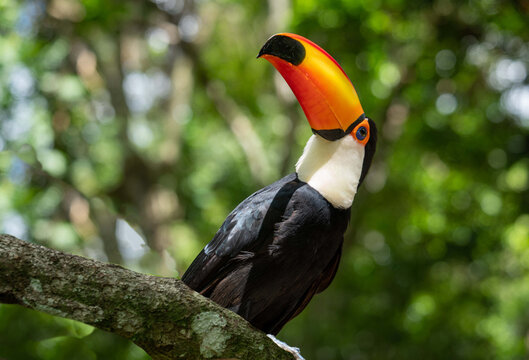 Toco Bilder – Durchsuchen 4,396 Archivfotos, Vektorgrafiken und Videos ...