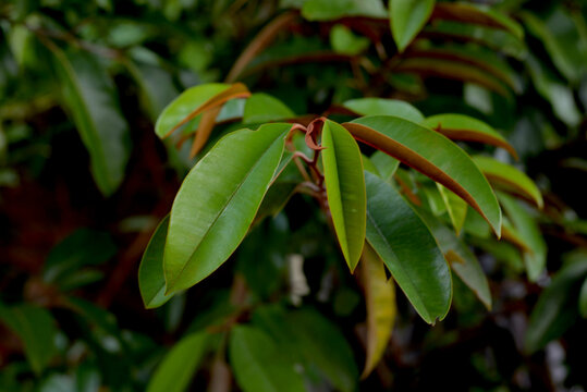 Kaimito Pictures Of Leaves