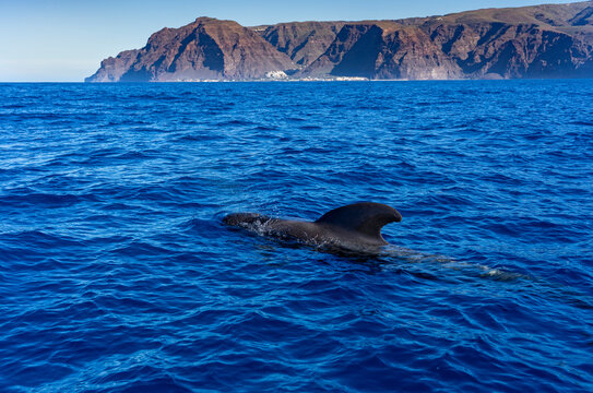 Pilotwal bilder – Bläddra bland 48 stockfoton, vektorer och videor ...