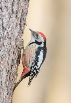 Medius Bilder – Durchsuchen 1,739 Archivfotos, Vektorgrafiken und ...