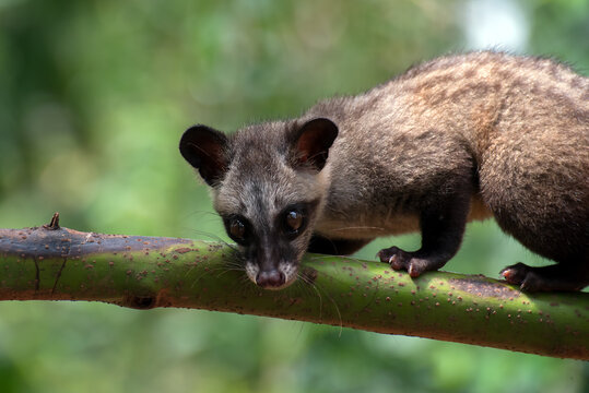 Musang Bilder – Durchsuchen 1,322 Archivfotos, Vektorgrafiken und ...