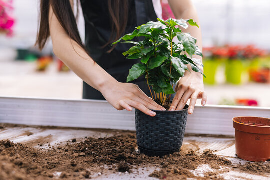 "Pflanze-Bilder: Stock-Fotos & -Videos. | Adobe Stock