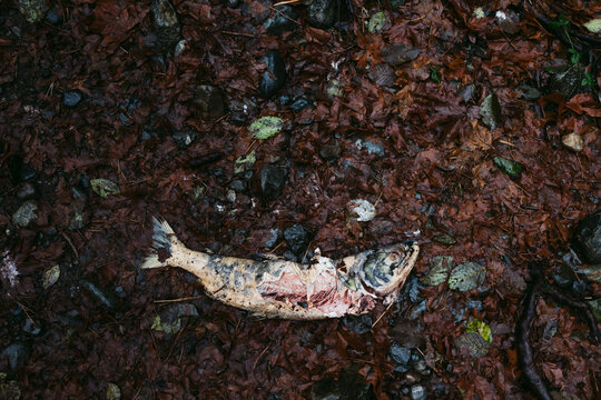 Chum bilder – Bläddra bland 13,342 stockfoton, vektorer och videor ...