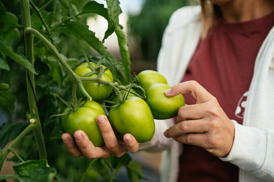 Stalk Images – Browse 2,511,076 Stock Photos, Vectors, and Video ...